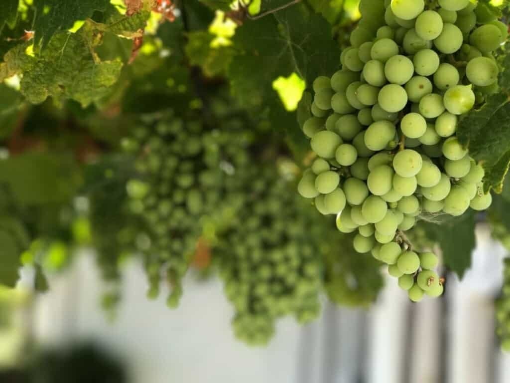 Pune Farmer Inspires Urban Citizens By Transforming Terrace Into Grape Farm