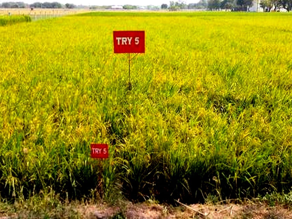TNAU Releases New Rice Variety for Sodic Soil Condition