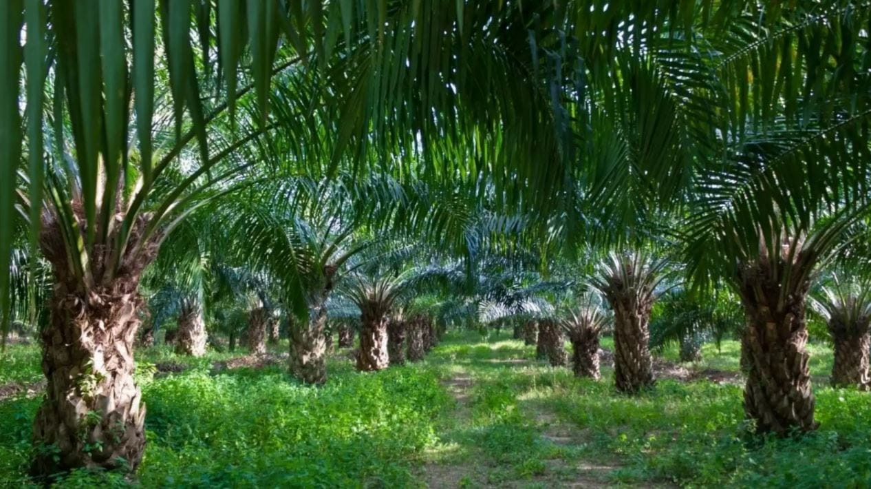 Oil Palm Cultivation: Smallholder Farmers have the Potential to grow in ...