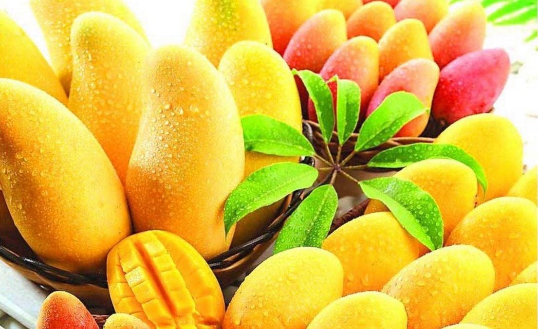Mango Production Affected by Climate Change