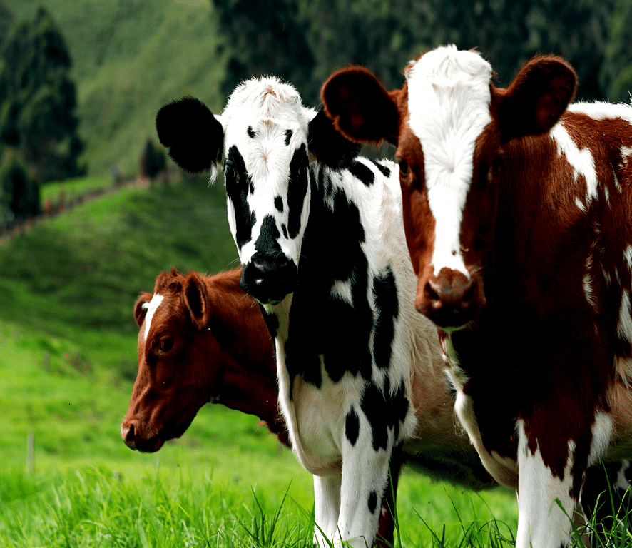 DU College Sets Up Cow Centre at Its Campus; Will Provide Milk & Curd ...