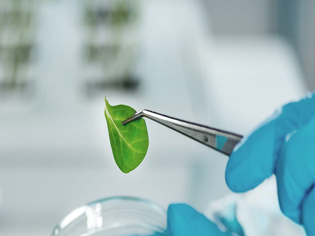 Agrigenomics: The Power of Genomics in Agricultural Sciences