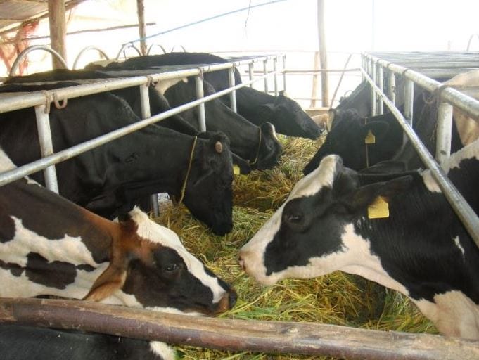 Government Provides up to 50% Subsidy, Loan Facility to Livestock ...