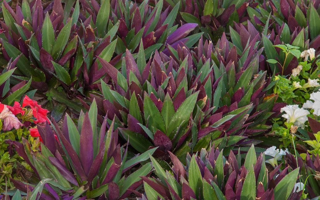 Oyster Plants: Complete Guide to Care & Grow