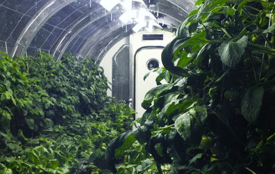VSU Celebrates Launch of Chickpeas/Mini Greenhouse from NASA’s Flight ...