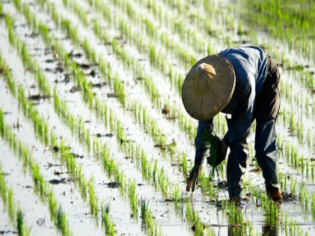 Seawater Rice: Scientists Discover Salt-tolerant Rice Varieties