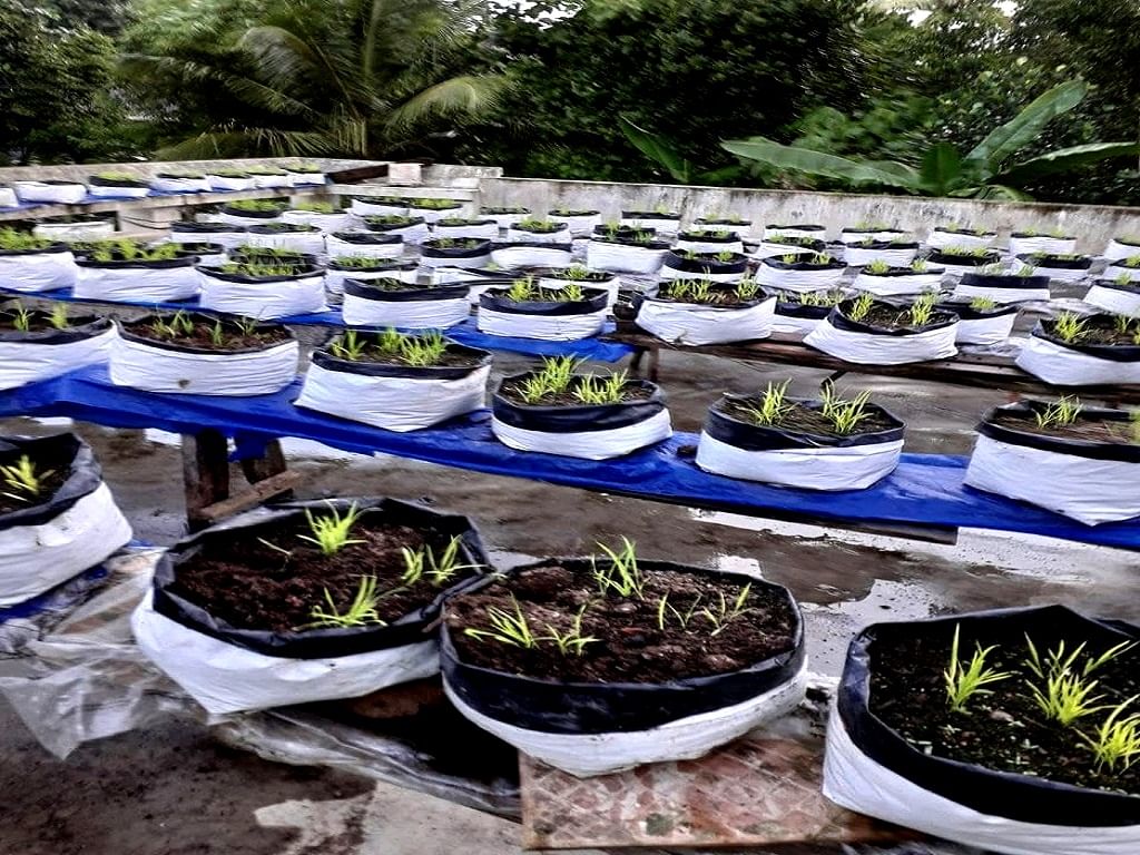 Kerala Homemaker Who Yields 45Kg Paddy from her Terrace Every Year ...