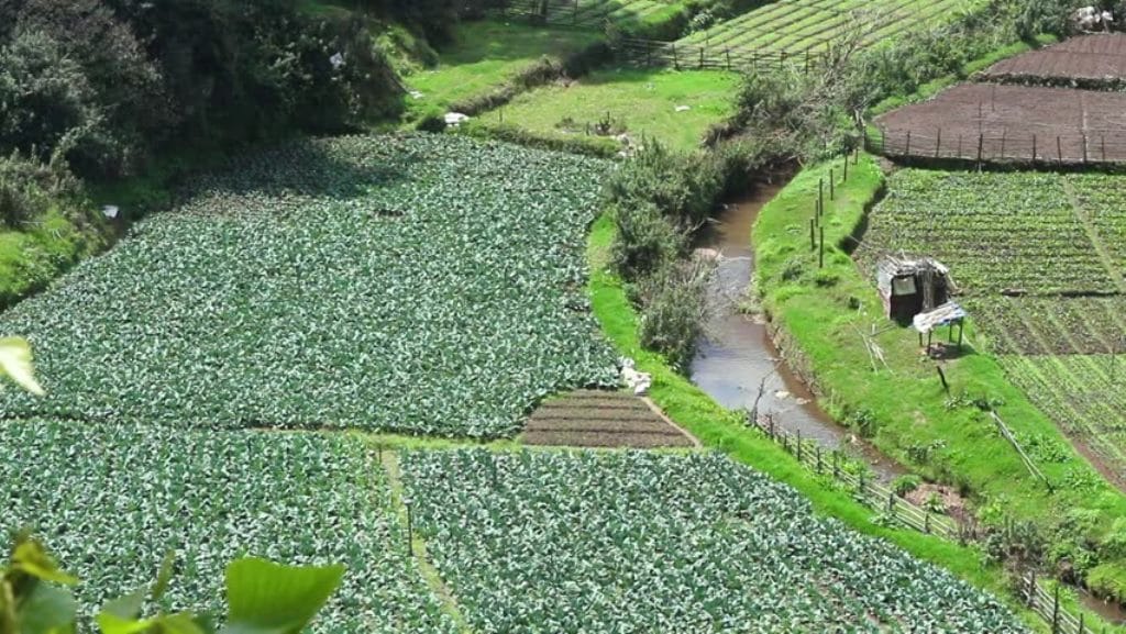 Sikkim: Leader in Organic
