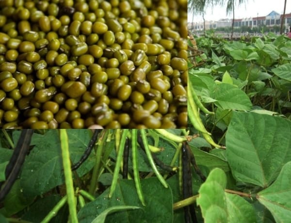 Moong Cultivation: A Complete Guide to Moong Farming with Best Moong ...