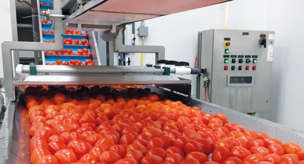 Case Study of Tomatoes : Processing, Safety and Sanitation