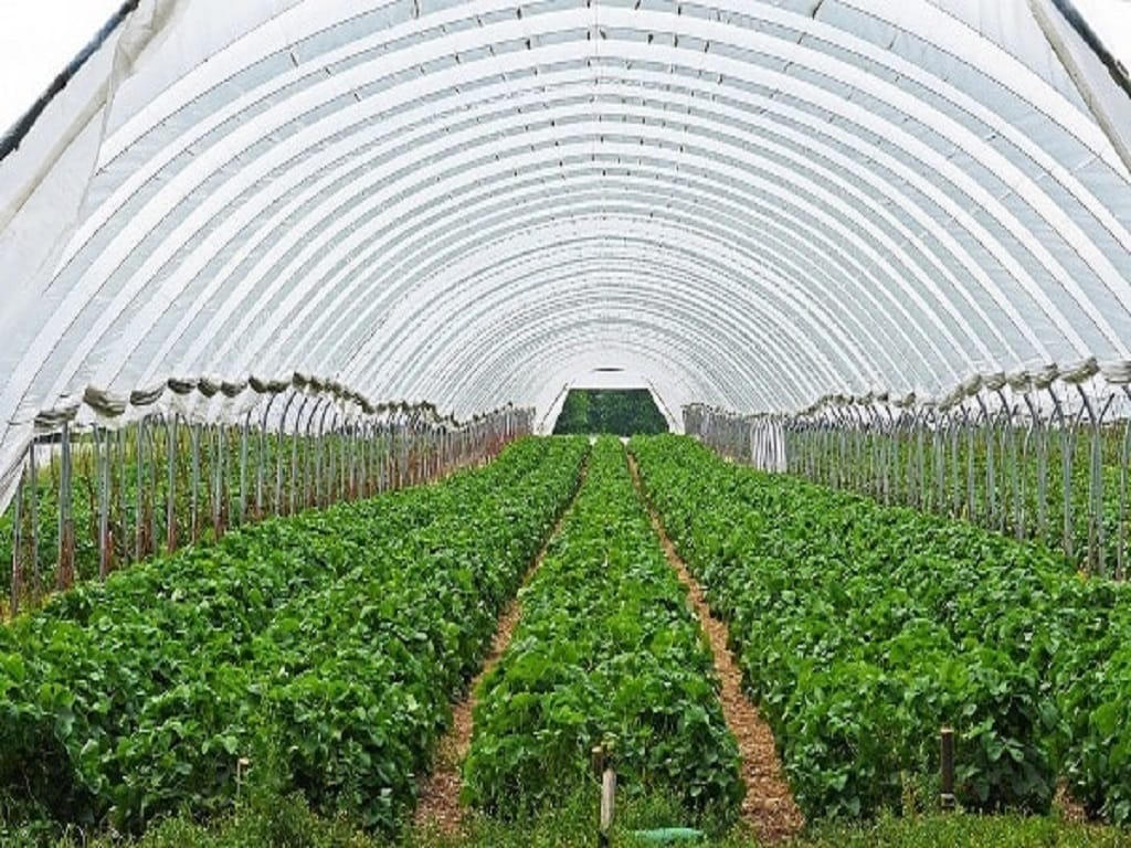 Why is Polyhouse Farming Becoming So Popular in India?