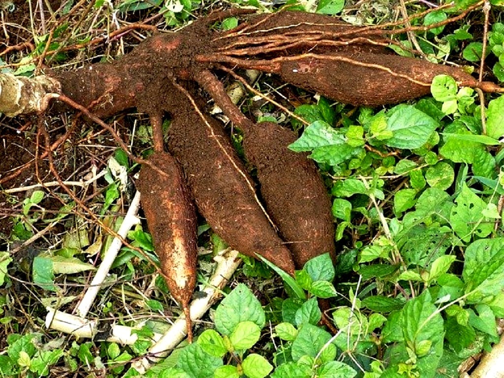 More Farmers Will Get Seed Materials of Drought-Resistant Cassava