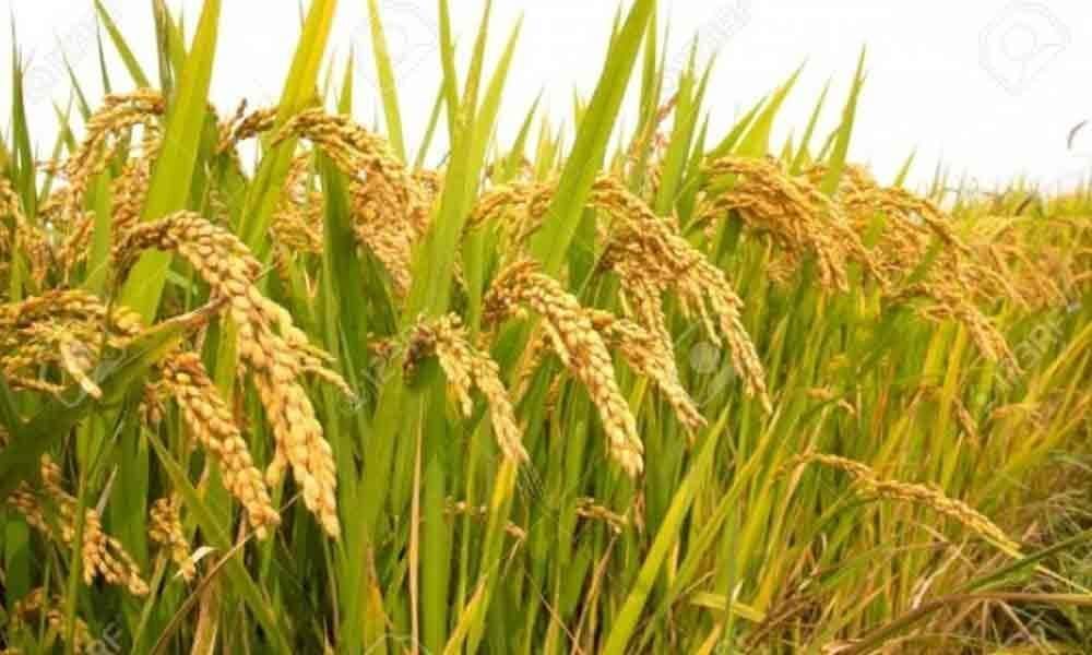 Rabi Crops Sowing Expands for Third Consecutive Year