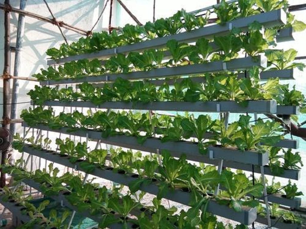 Hydroponic System: A Step by Step Guide to Nutrient Film Technique (NFT)
