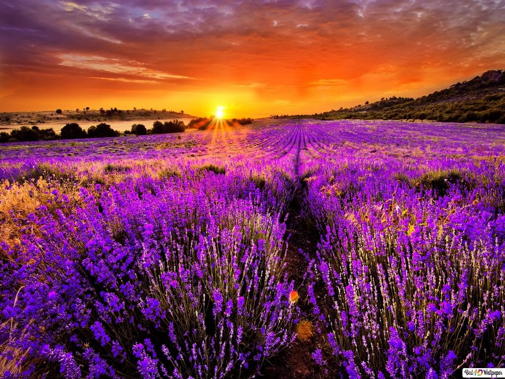 Lavender Farming to See Big Boom Under ‘One District, One Product ...