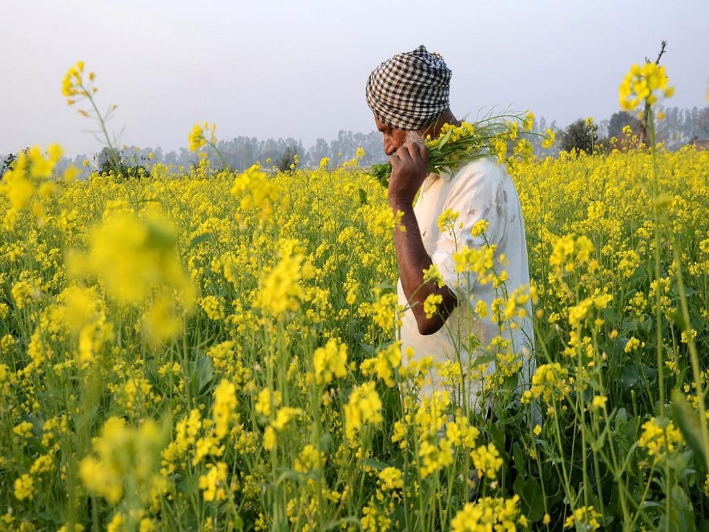 Mustard Seed Production To Rise 29 pc at 109.5L Tonnes in Rabi Season ...