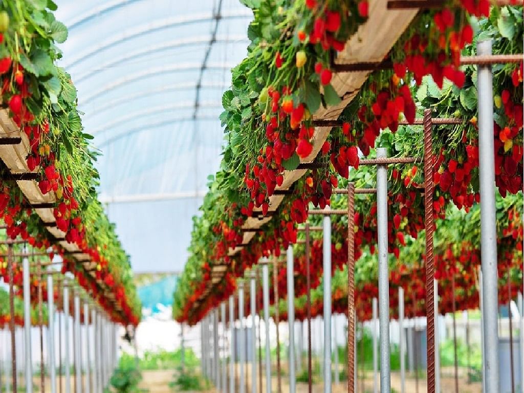 How To Grow Strawberries Vertically: A Step-By-Step Guide
