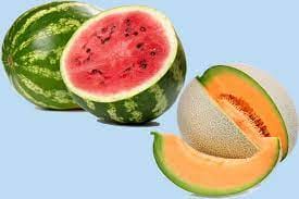 Musk Melon Vs. Watermelon: What Is the Difference & Which One is Better ...