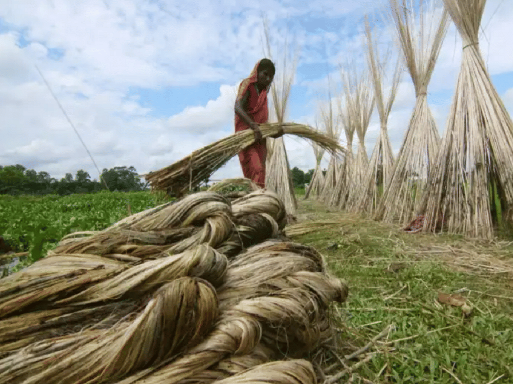 MSP of Raw Jute Increased By Rs. 250 For 2022-23 Season