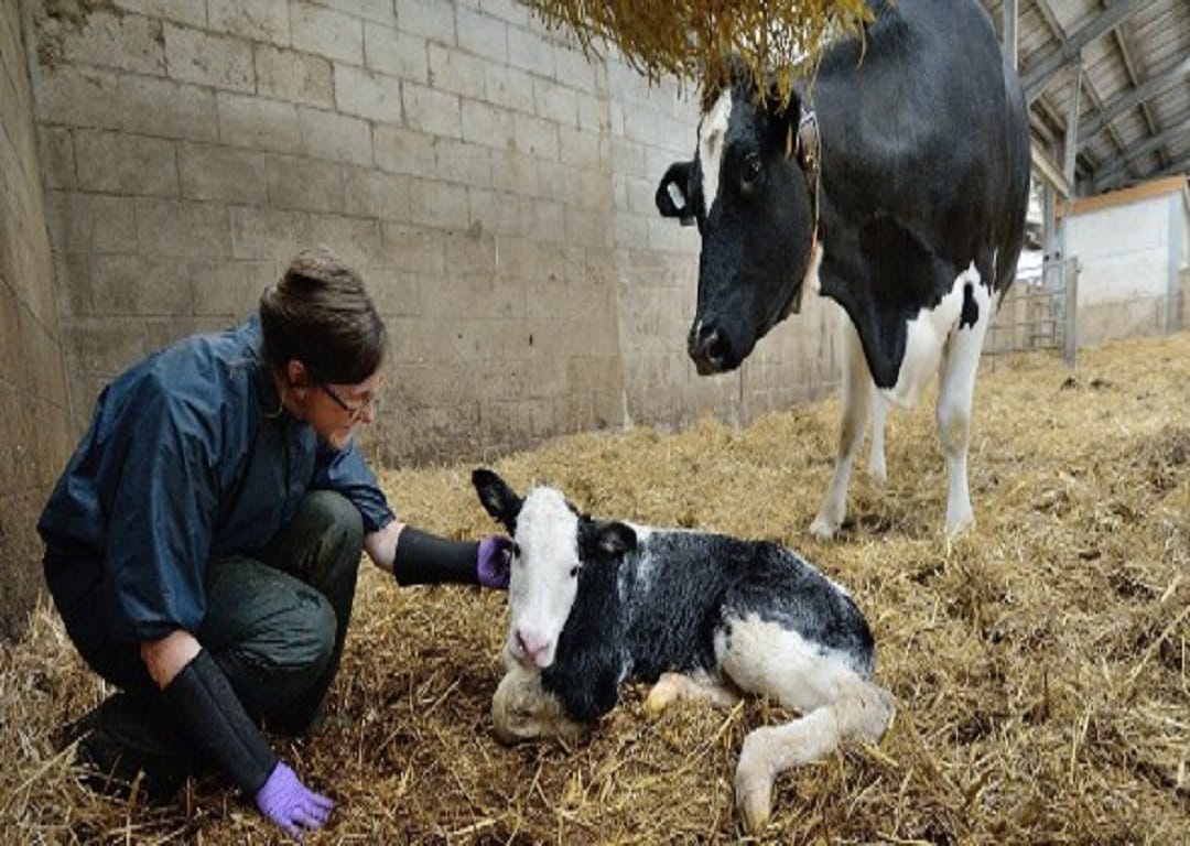 Good News for Livestock Farmers! This Government Veterinary Hospital ...