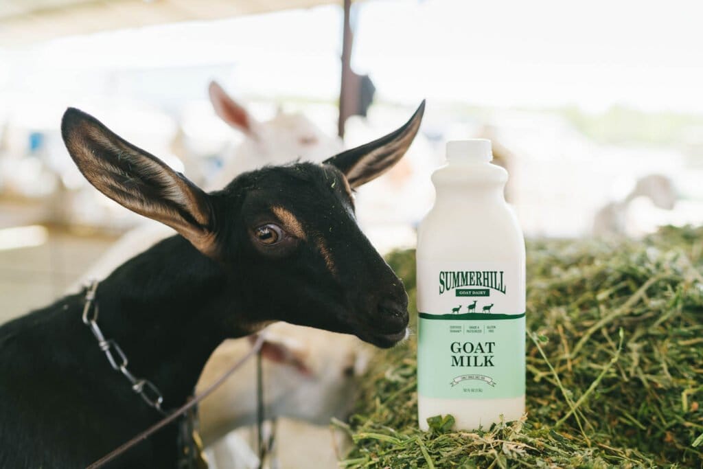 How Goat Milk Can Help Boost Your Immunity and Good Health