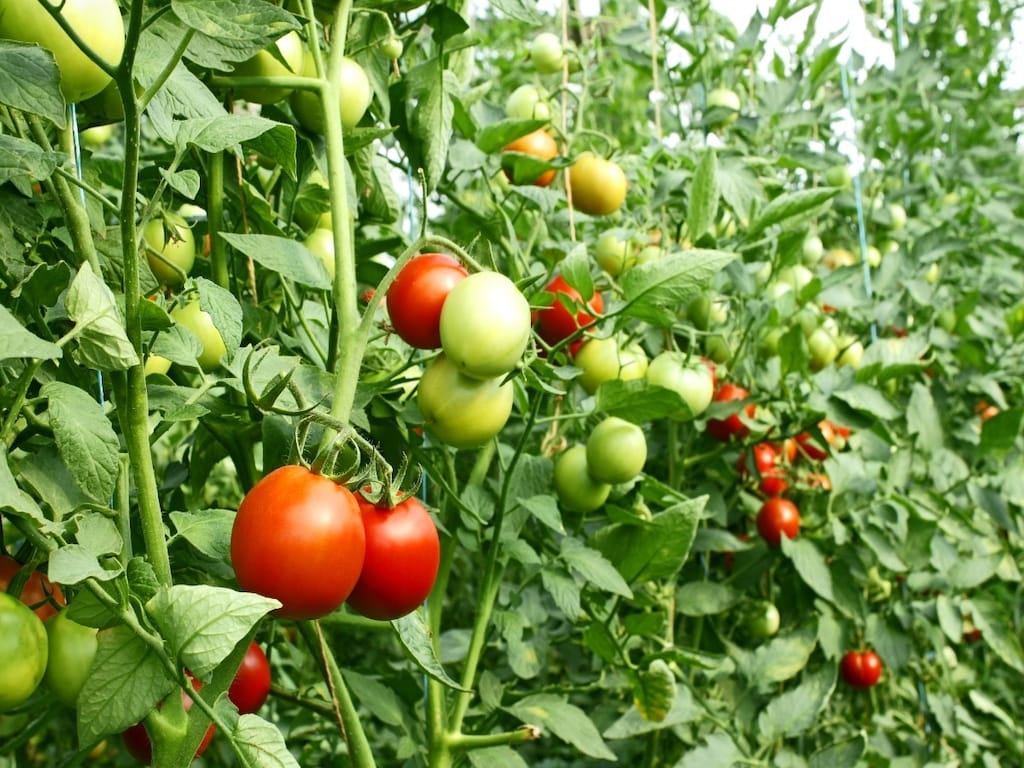 16 All-New High Yielding Varieties Of Crops Developed By This Agri ...