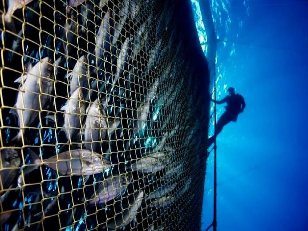 Punjab University to Promote Modern Methods of Fish Farming