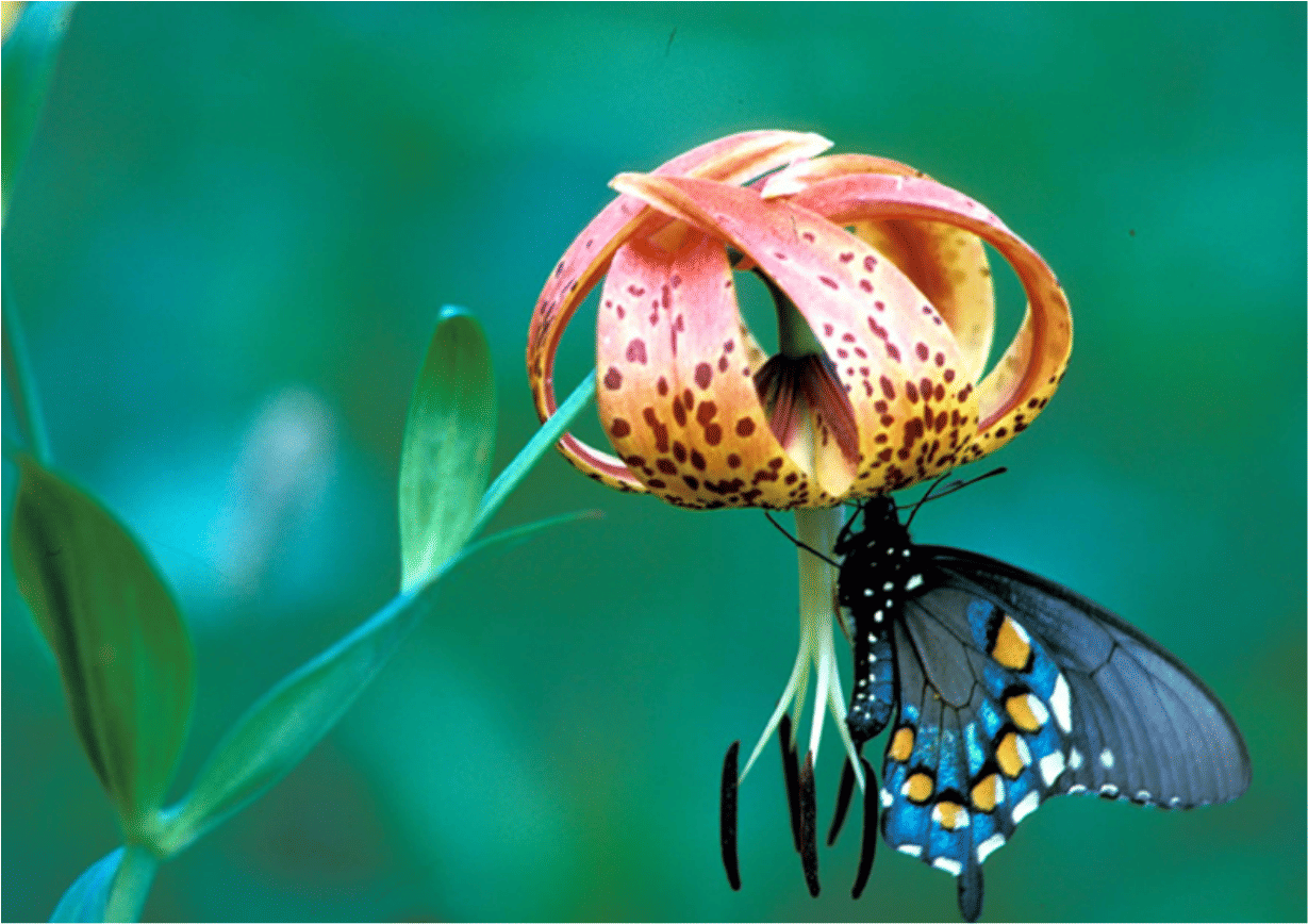 Flowers' Unseen Colours Can Aid in Pollination & Survival