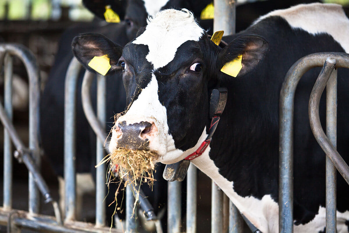 Dairy Farming: Digestion & Appetite Problems in Farm Animals & Their ...