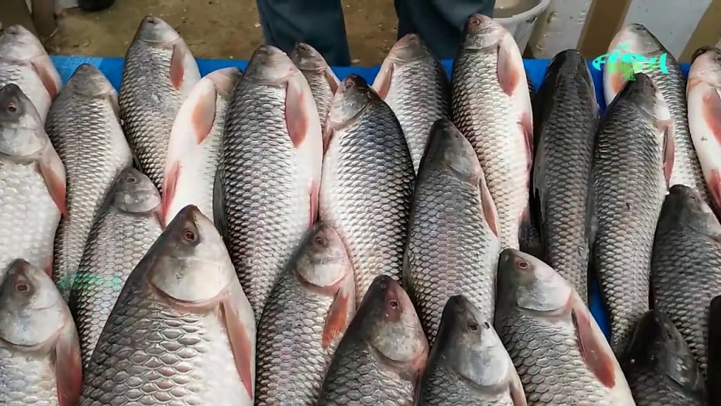 Bihar Government Will Demand GI TagFor Mithila’s Popular Rohu Fish