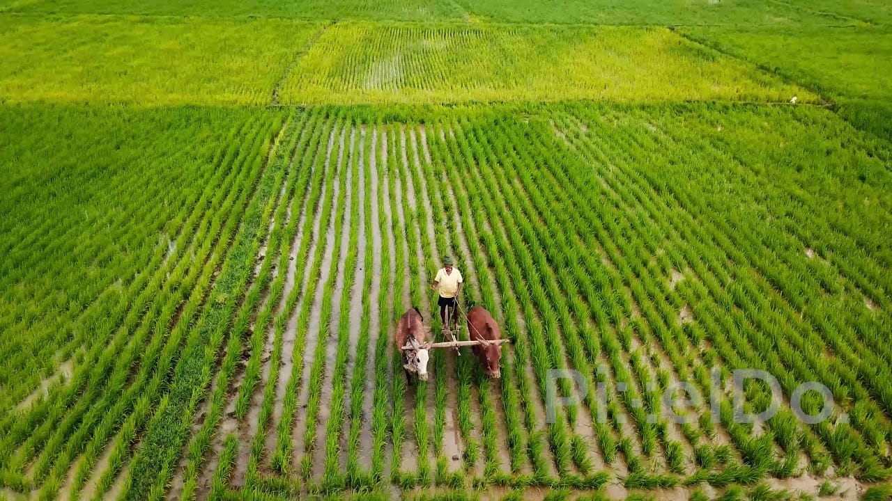 Farmers Urged To Adopt Ridge Seeding Technique For Paddy Sowing