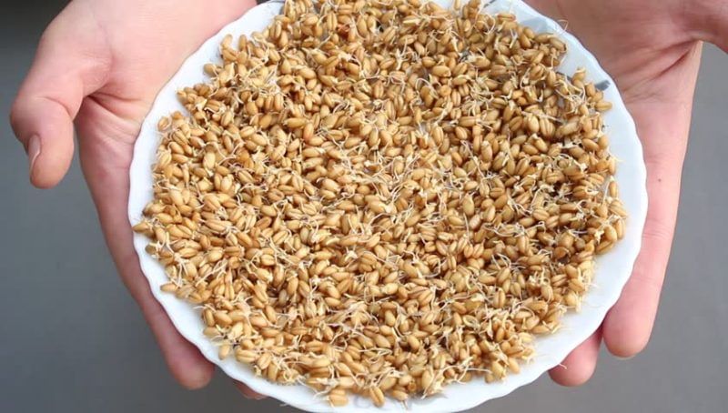 Know the Incredible Health Benefits of ‘Sprouted Wheat’
