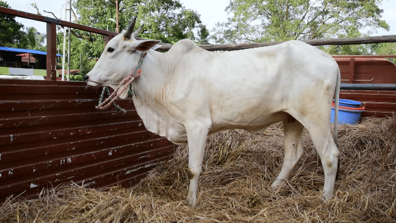 Ongole Cattle: All You Need To Know About This Breed With Disease ...