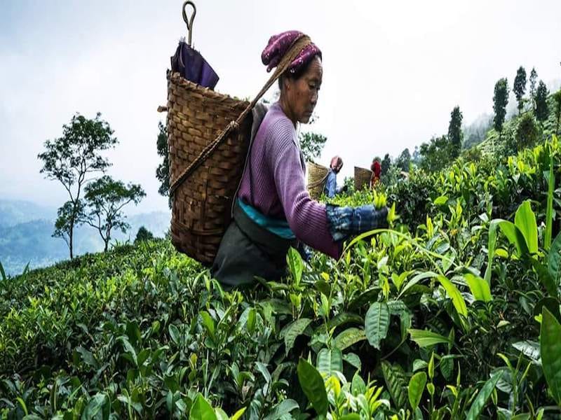 Tea Bill 2022: Draft Tea Bill Seeks To Eliminate Licenses & Remove ...