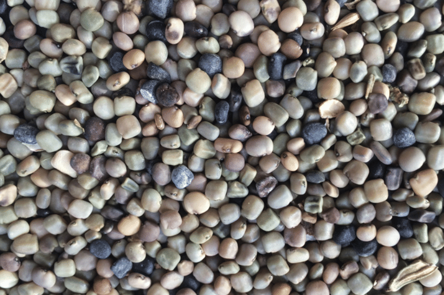 Guar Seed Market Review: Near Term Price Direction Remains Positive