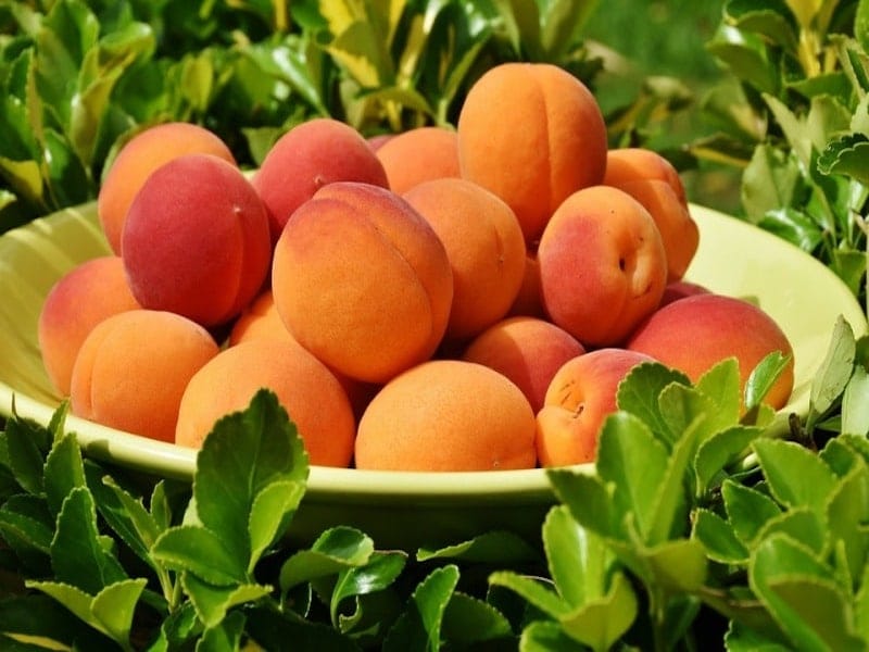 Andhra Pradesh eyes export market for fruits as country's leading producer