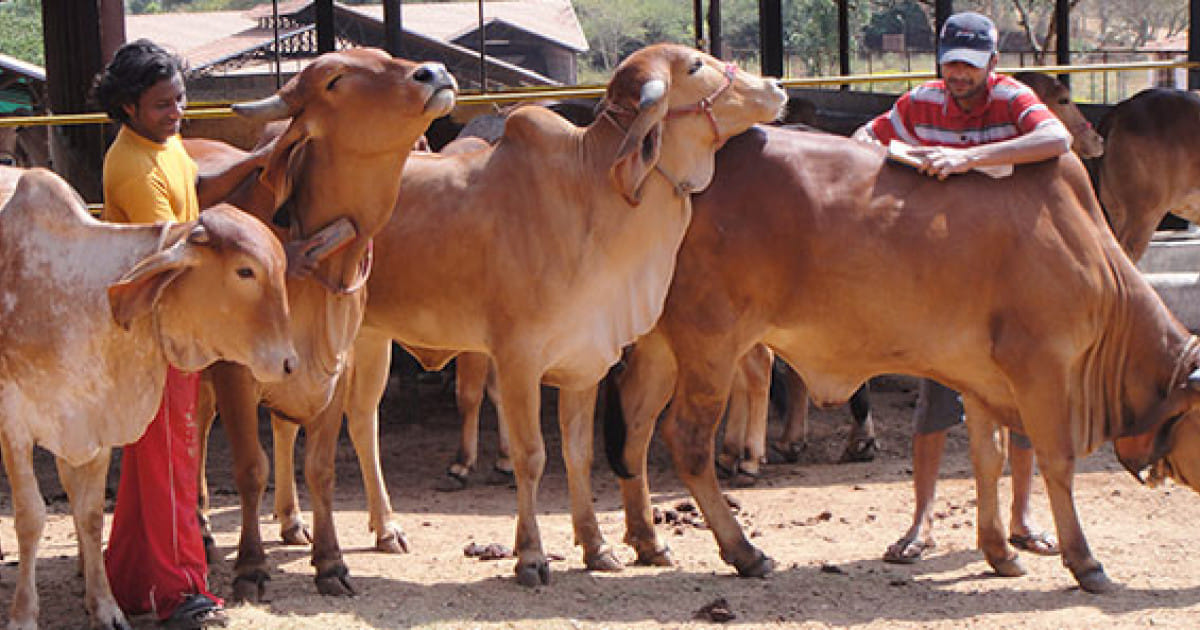 Good News! Dairy Farmers Will Get Rs. 900 per Month For Rearing ...