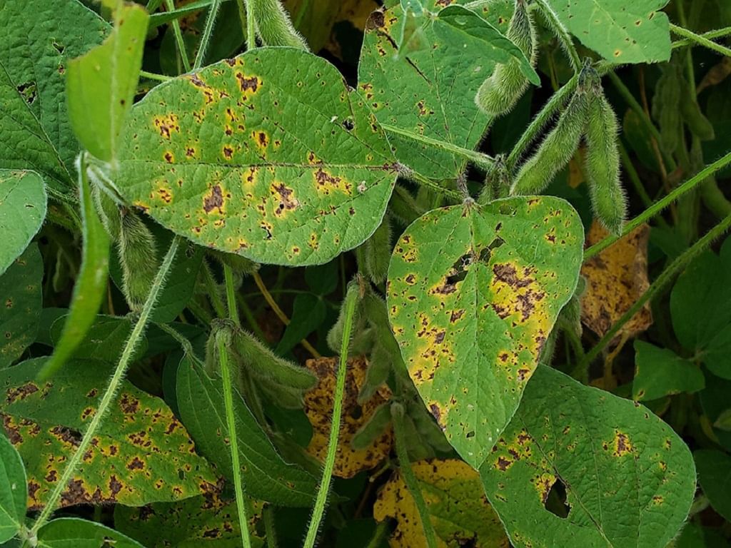 Soybean: Common Diseases & Insect, Pests and Its Management