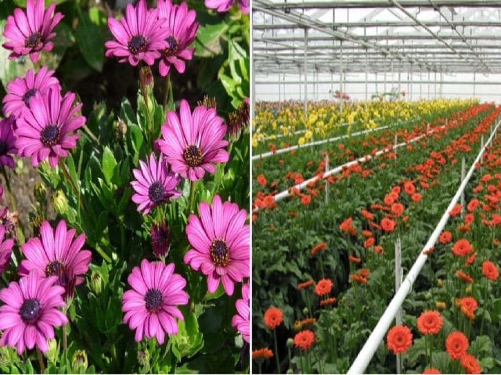 Hydroponic Farming: 5 High-Value Commercial Flowers to Grow Hydroponically