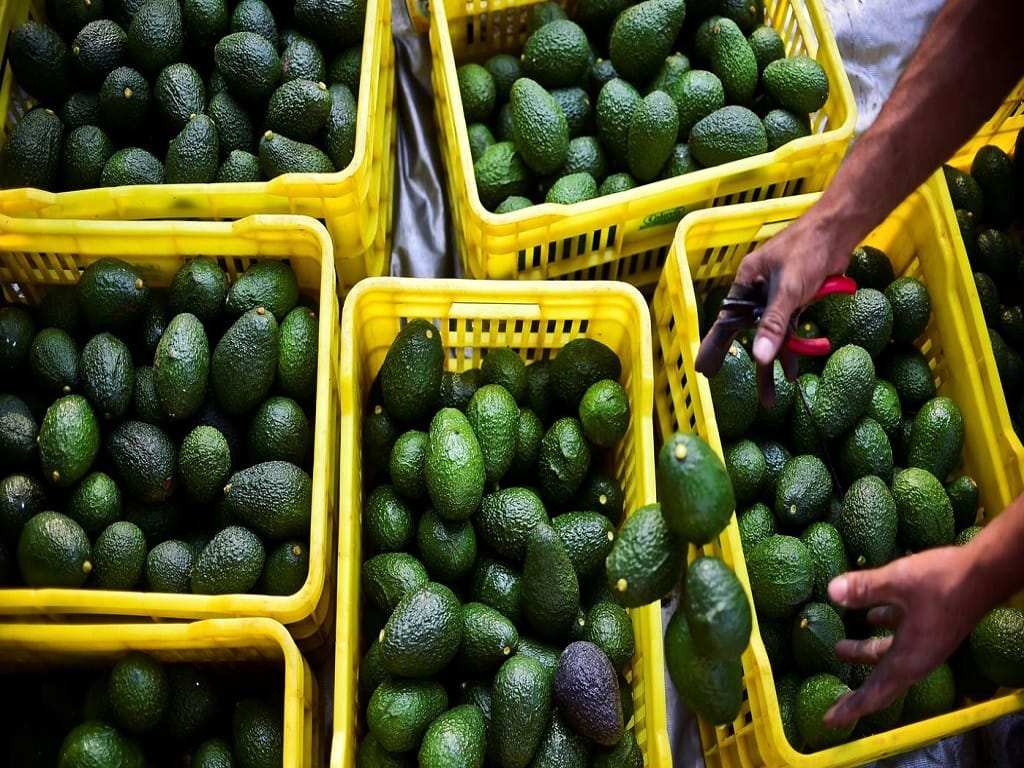 IG International Receives First Batch of Tanzanian Avocados Through Sea ...