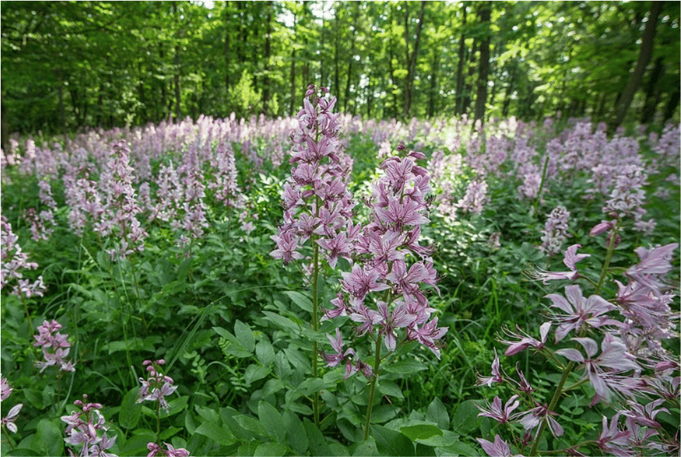 ‘Extreme' Plants Grow Much Faster Under Stressful Conditions