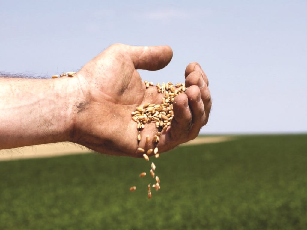 Punjab’s Ancient Variety of Wheat "Sona Moti" is Gaining Popularity Again