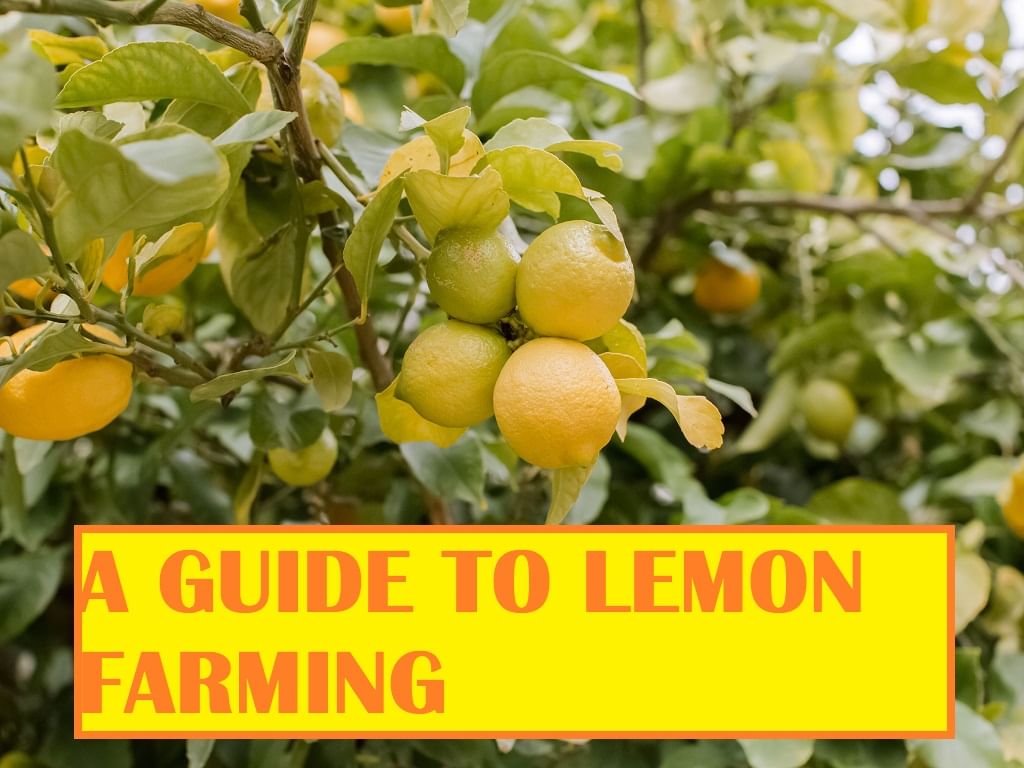 Lemon Farming: A Step-by-Step Guide to Grow Lemons at Home