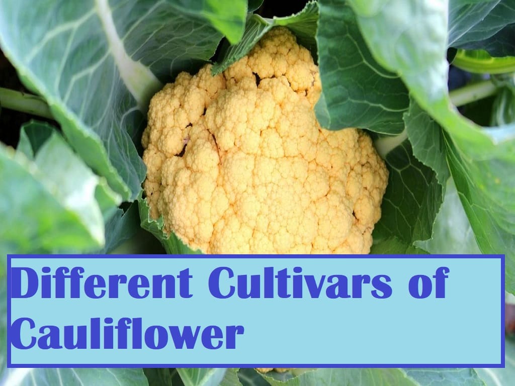 3 Unique Cauliflower Varieties that You can Grow in Your Garden