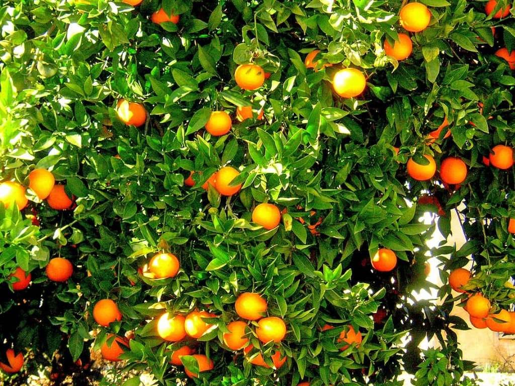 Beware! You Could be Imprisoned for Using Chemicals to Ripen Fruits ...