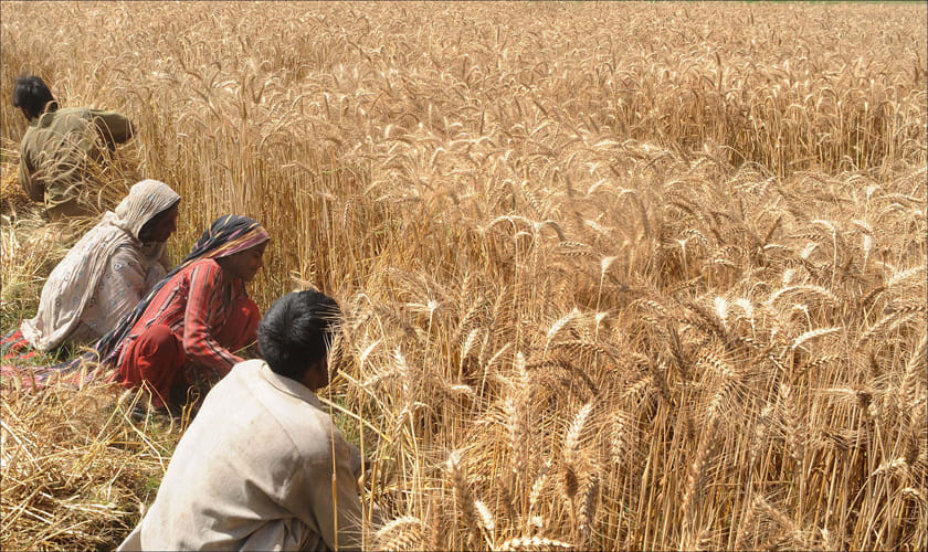 How to grow Wheat? Step by Step Guide For Beginners