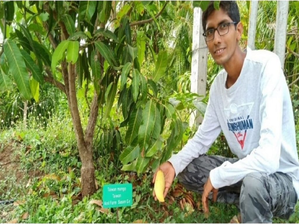 This Mango Museum Contains Over 230 Different Varieties of Mangoes ...
