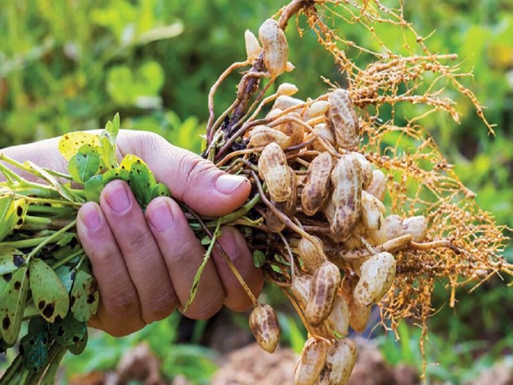 Peanut Cultivation: A Step-By-Step Guide to Plant Your Own Peanuts