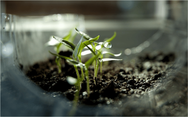 Scientists Successfully Grow Plants in Lunar Soil for First Time