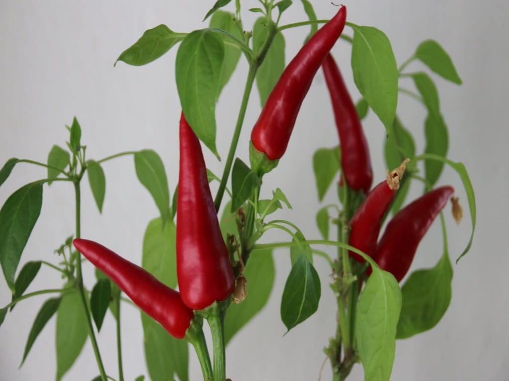 Chilli Cultivation: 6 Tips to Care for Your Chilli Plants to Receive a ...
